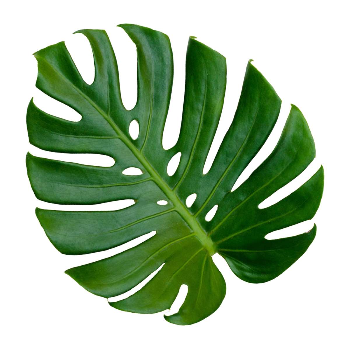 Toby Brian online kaufen | mySPOTTi | mySPOTTi